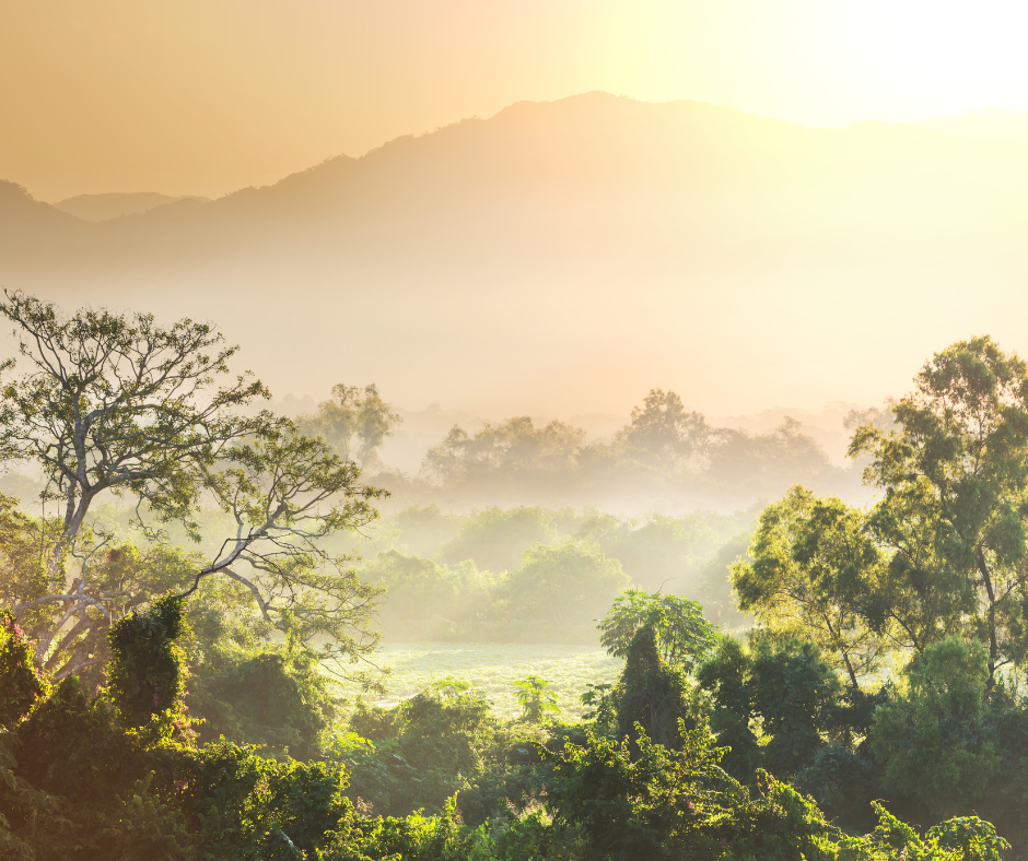 Expédition Jungle : les meilleures destinations